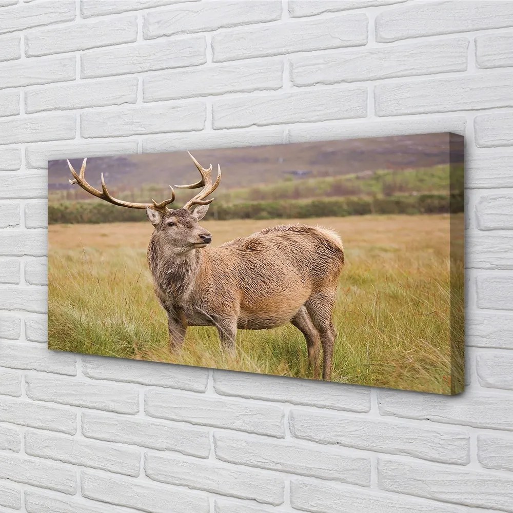 Obrazy na plátně polní jelen 100x50 cm