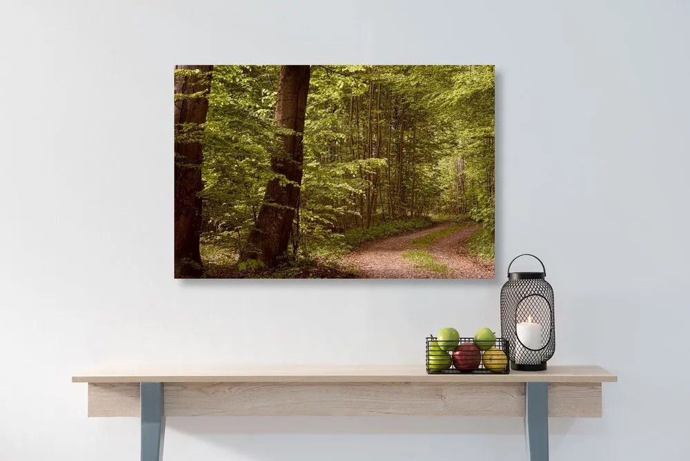 Obraz zelený les - 60x40 cm