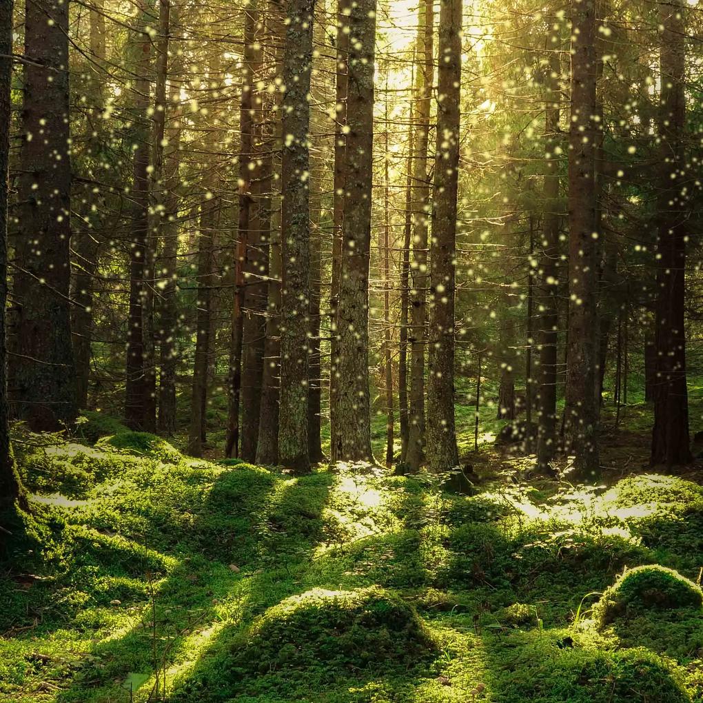 Malvis ® 3D Obraz Kouzelný mechový les Velikost (šířka x výška): 120x80 cm