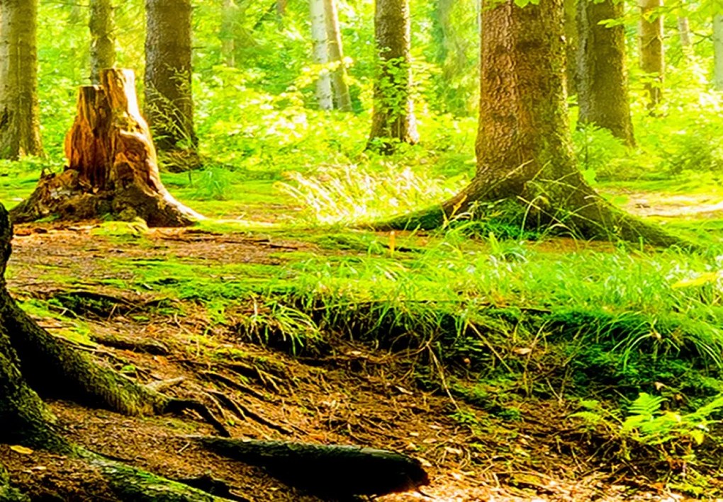 Vícedílný obraz lesní potok + háčky a hřebíčky ZDARMA Velikost (šířka x výška): 200x100 cm