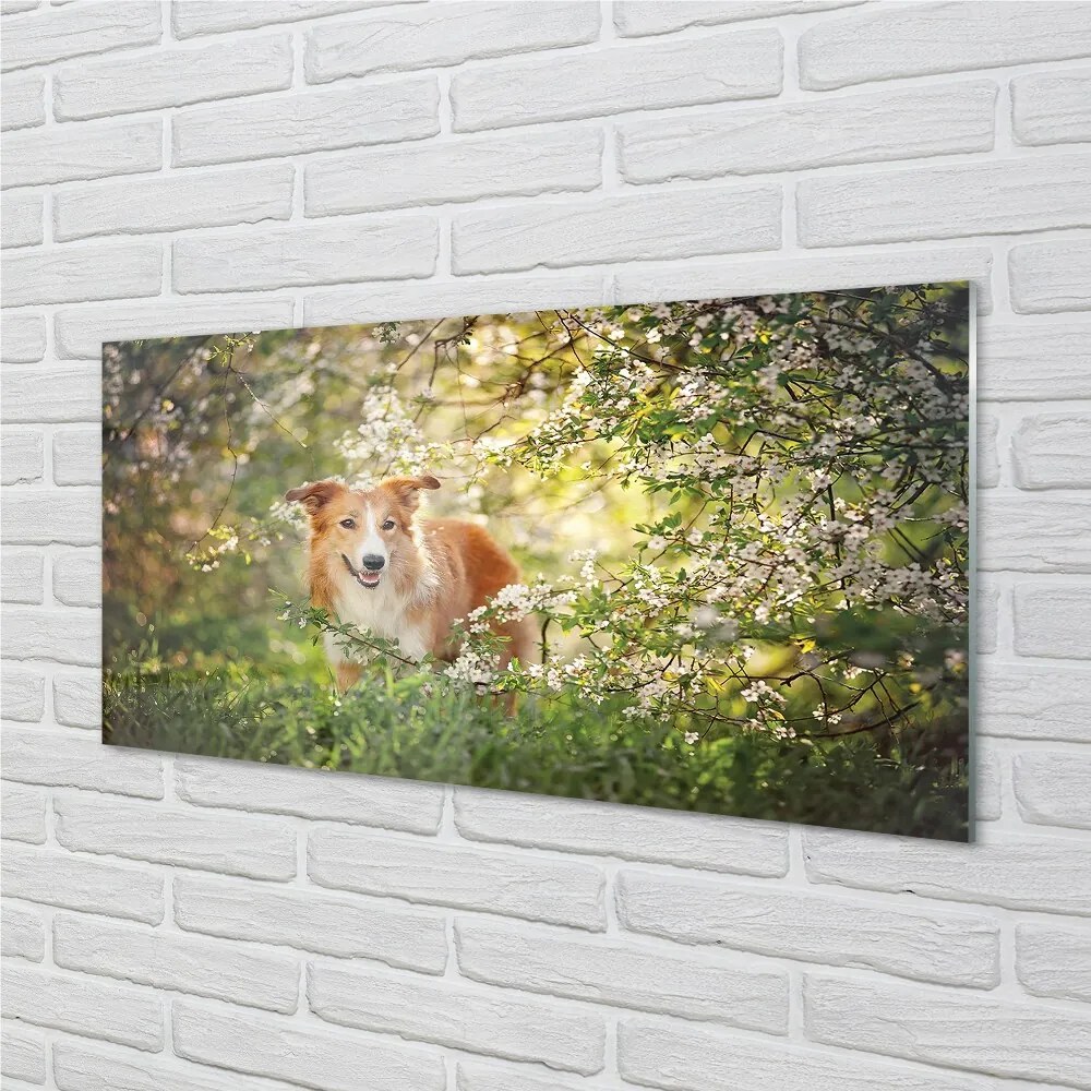 Obraz na skle Psí lesní květiny 120x60 cm