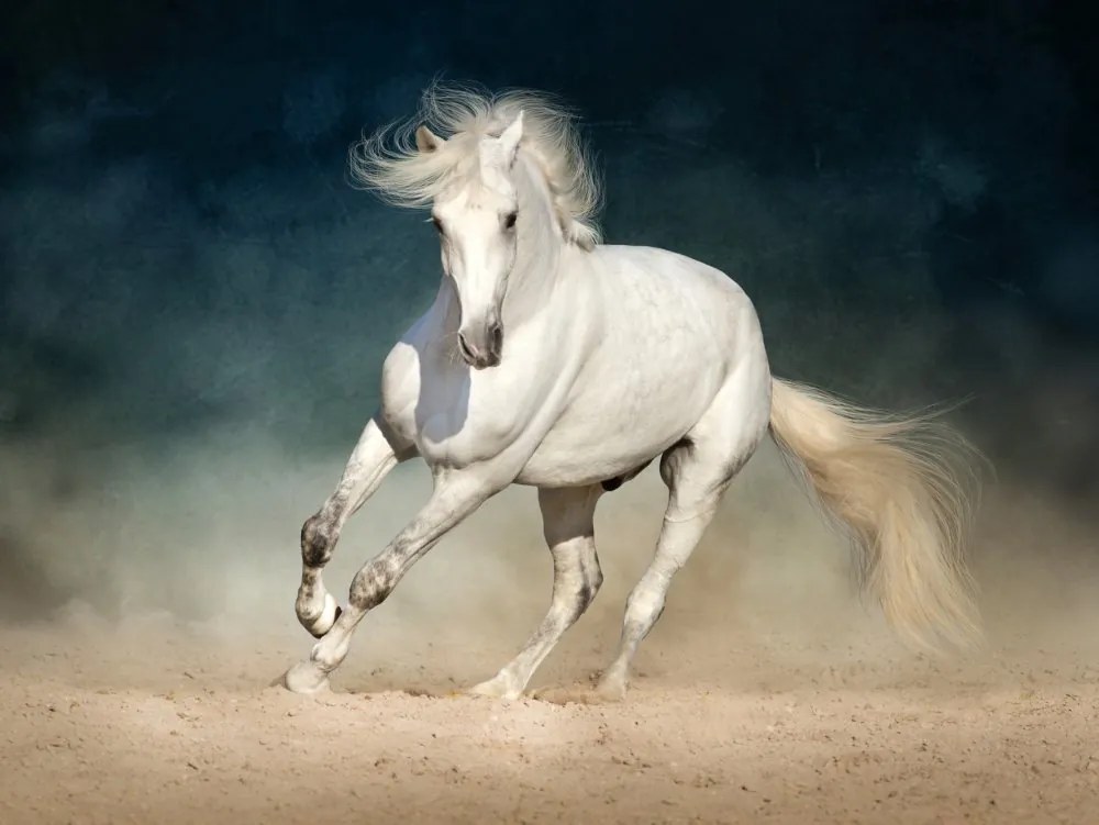 Vícedílný obraz Bílý Kůň Ve Cvalu Nedostatek Nedostatek Přírodní plátno 80x60