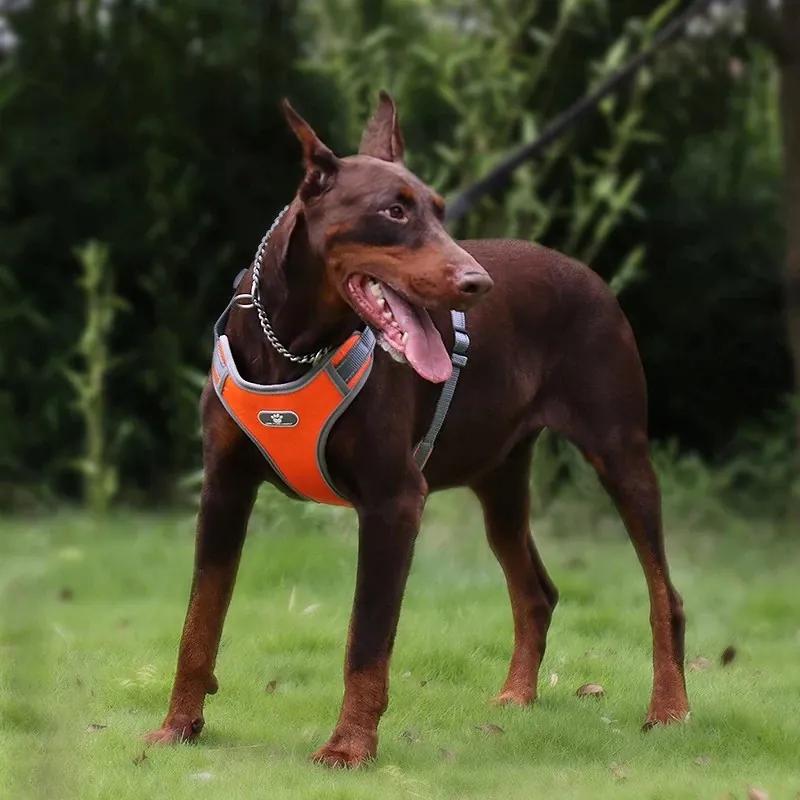 Postroj pro psy Astro XL oranžový