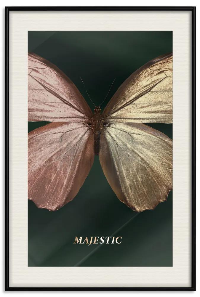 Plakát Majestátní hmyz - motýl s neobvyklými křídly na tmavém pozadí