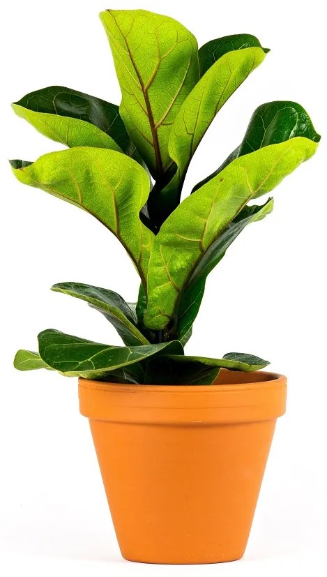 Ficus lyrata, průměr 17 cm fíkovník lyrovitý