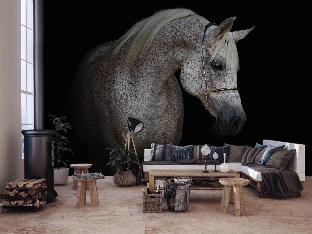 Fototapeta - Bílý kůň (254x184 cm)