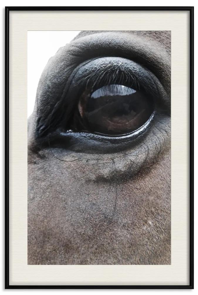 Plakát Upřímné Oči - tvář hnědého koně s detailním záběrem odrazu v oku