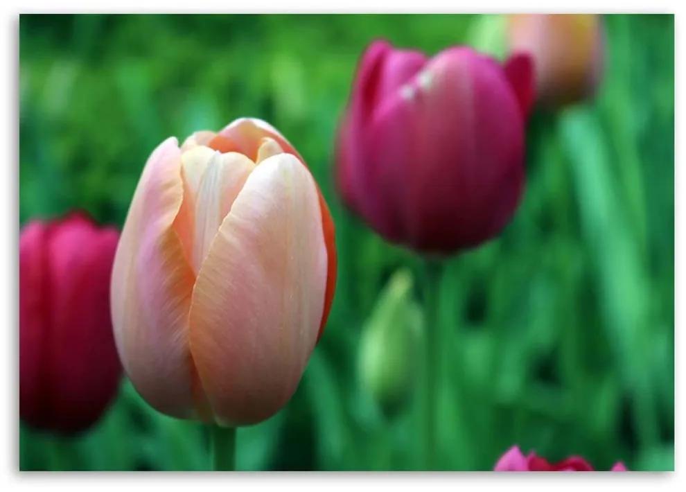 Obraz na plátně Tulipán Růžové květiny - 100x70 cm
