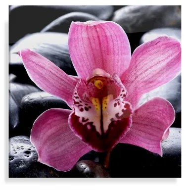 Skleněný obraz - Růžová orchidea (EXTRA - s vyvrtanými dírami) - Sablo.cz
