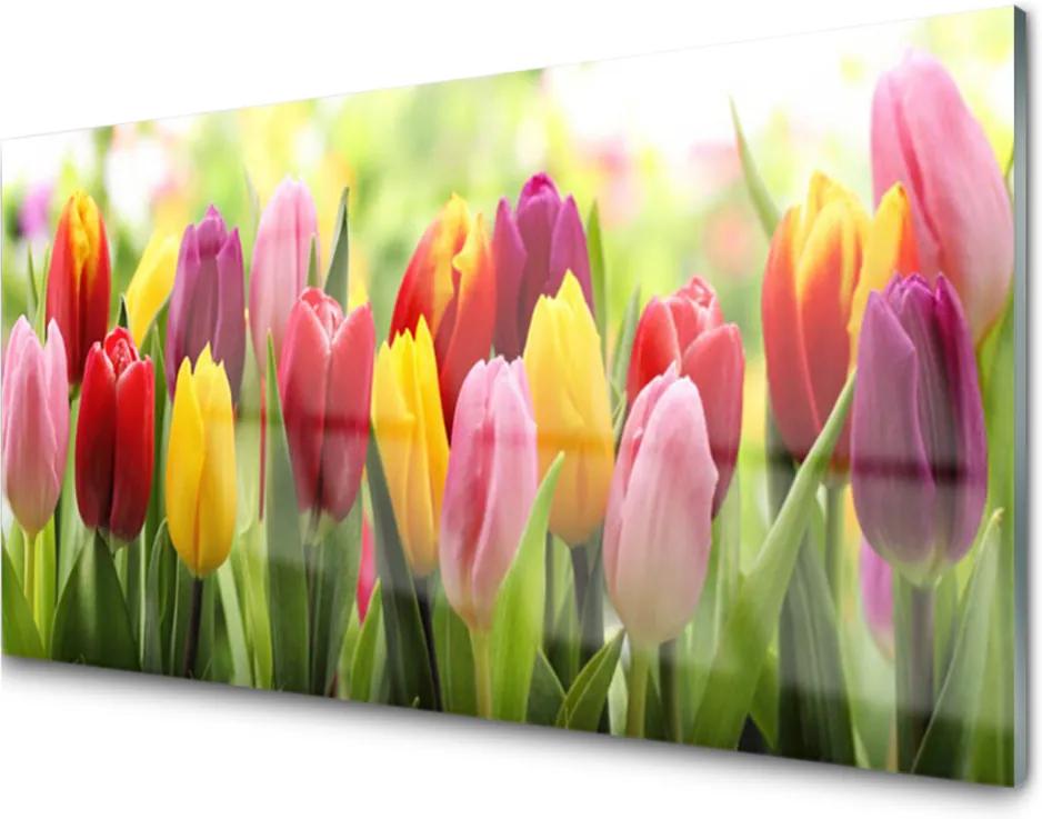 Plexisklo obraz Tulipány Květiny Příroda