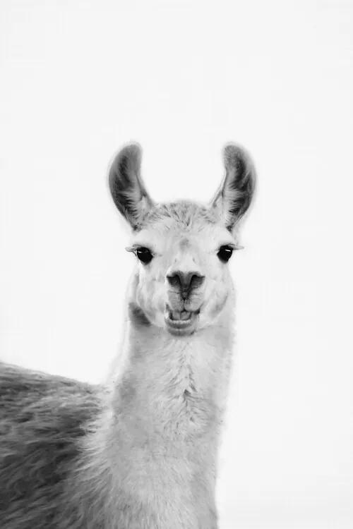 Umělecká fotografie Happy llama, Sisi & Seb, (26.7 x 40 cm)