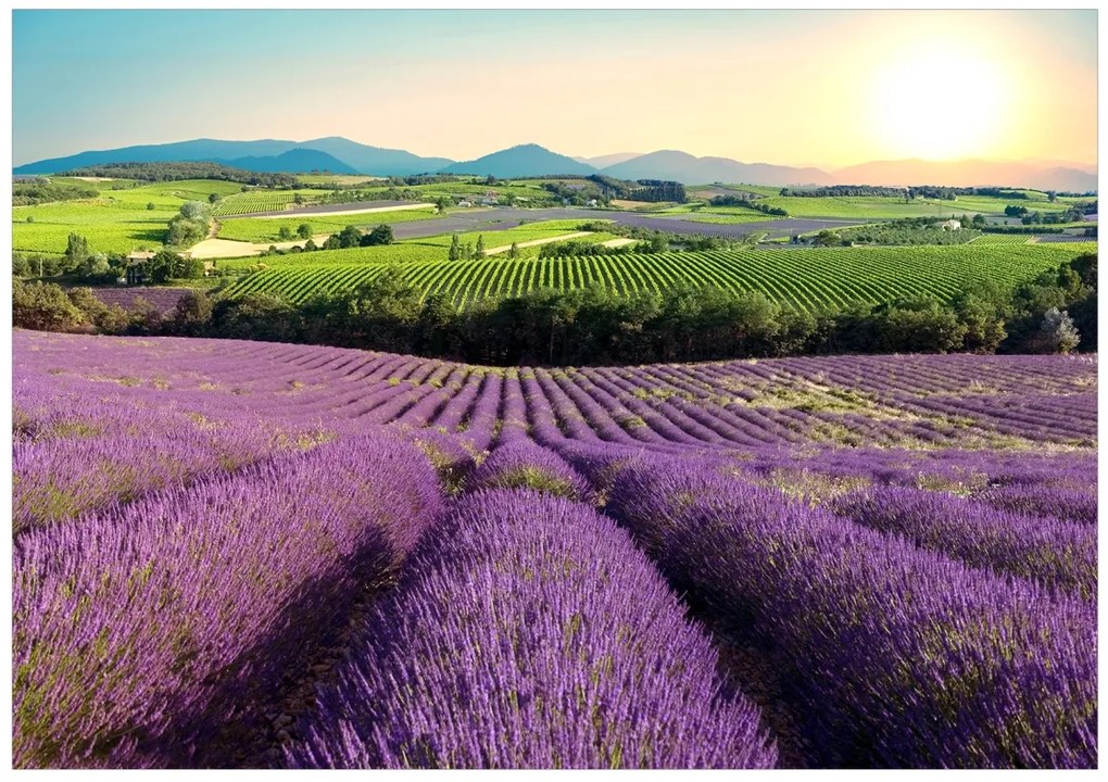 Fototapeta - Lavender Field