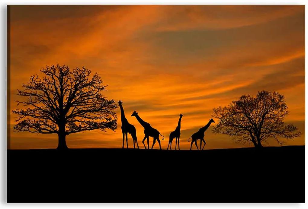 Obraz žirafy v Africe Velikost (šířka x výška): 30x20 cm