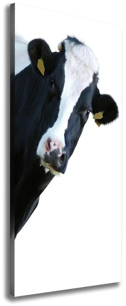 Wallmuralia Foto obraz na plátně Flekatá kráva 50x125 cm