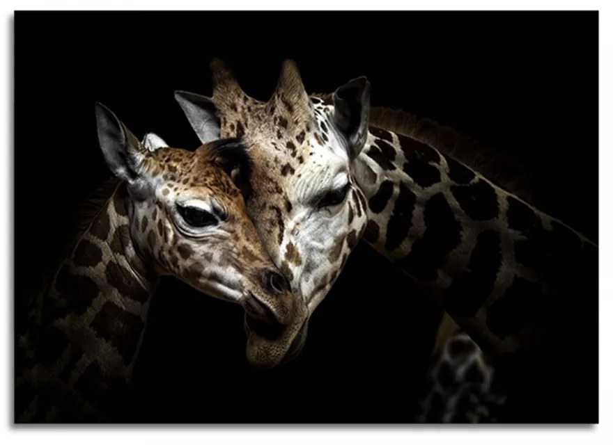 Obraz na skle Styler  -  Giraffe 100x70 cm