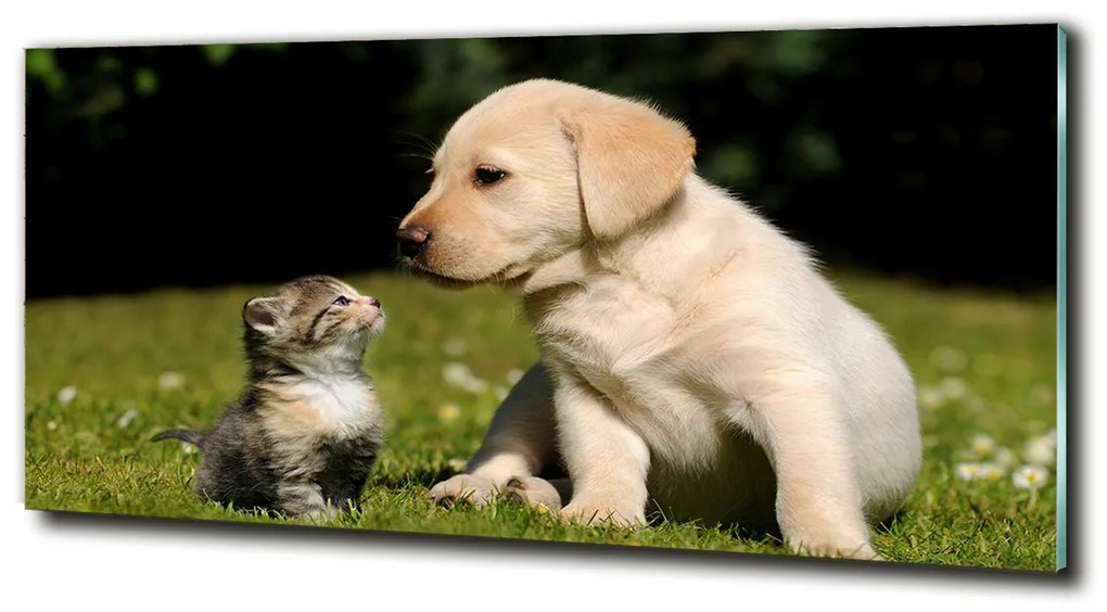 Foto obraz skleněný horizontální Pes a kočka na louce