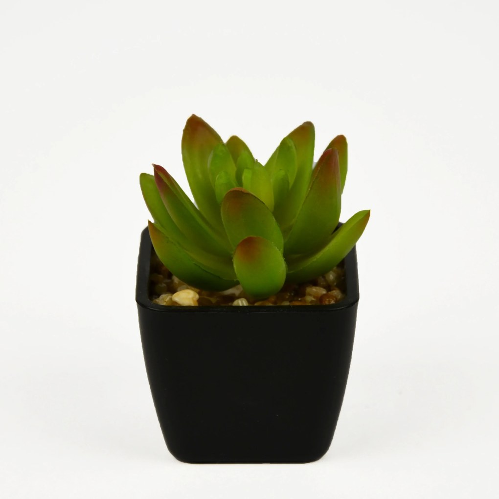 Sukulent mini v květináči - zelená kytka 8cm