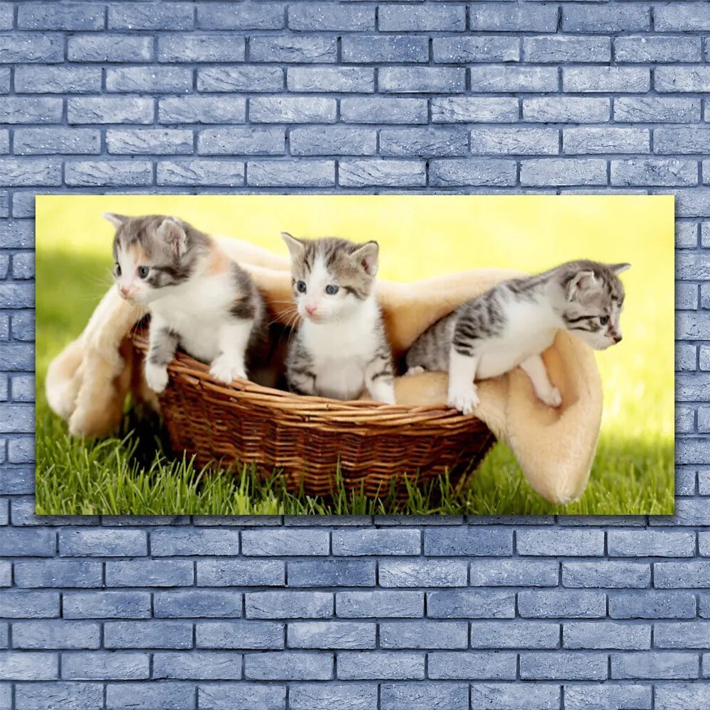 akrylový obraz Kočky Zvířata 120x60 cm