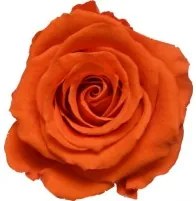 Hlavy růží - premium 4 ks Orange  - oranžová