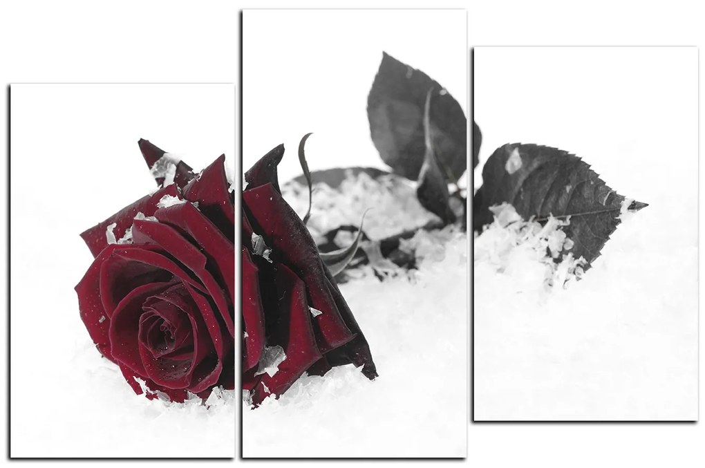 Obraz na plátně - Růže na sněhu 1103FD (105x70 cm)
