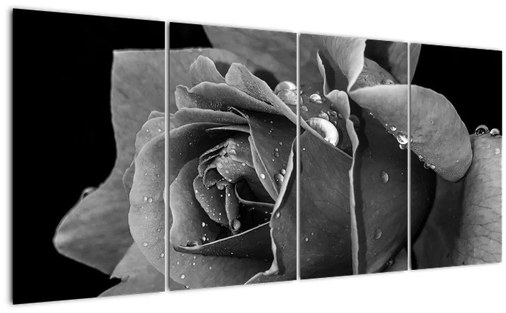 Obraz růže - černobíla (160x80 cm), 40 dalších rozměrů