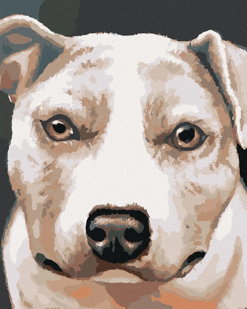 zuty zuty - malování podle čísel - pit bull (myroslava voloschuk), 40x50 cm, plátno