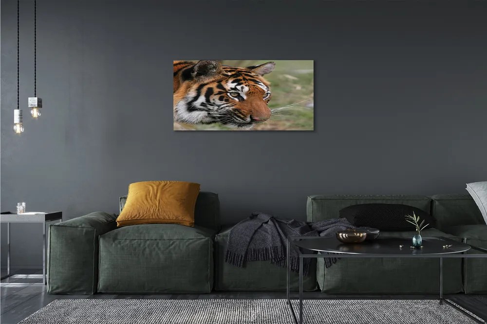 Obrazy na plátně Tiger Woods 140x70 cm