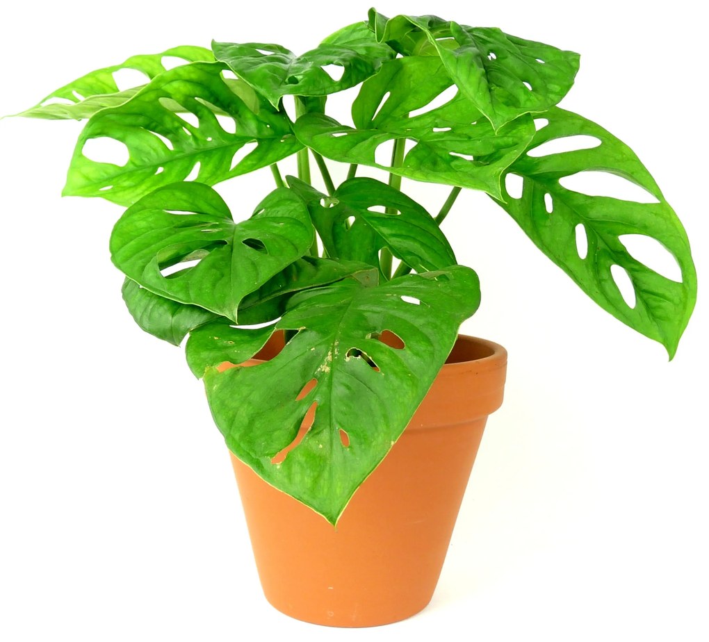 Gardners Monstera adansonii Monkey Mask, průměr 12 cm