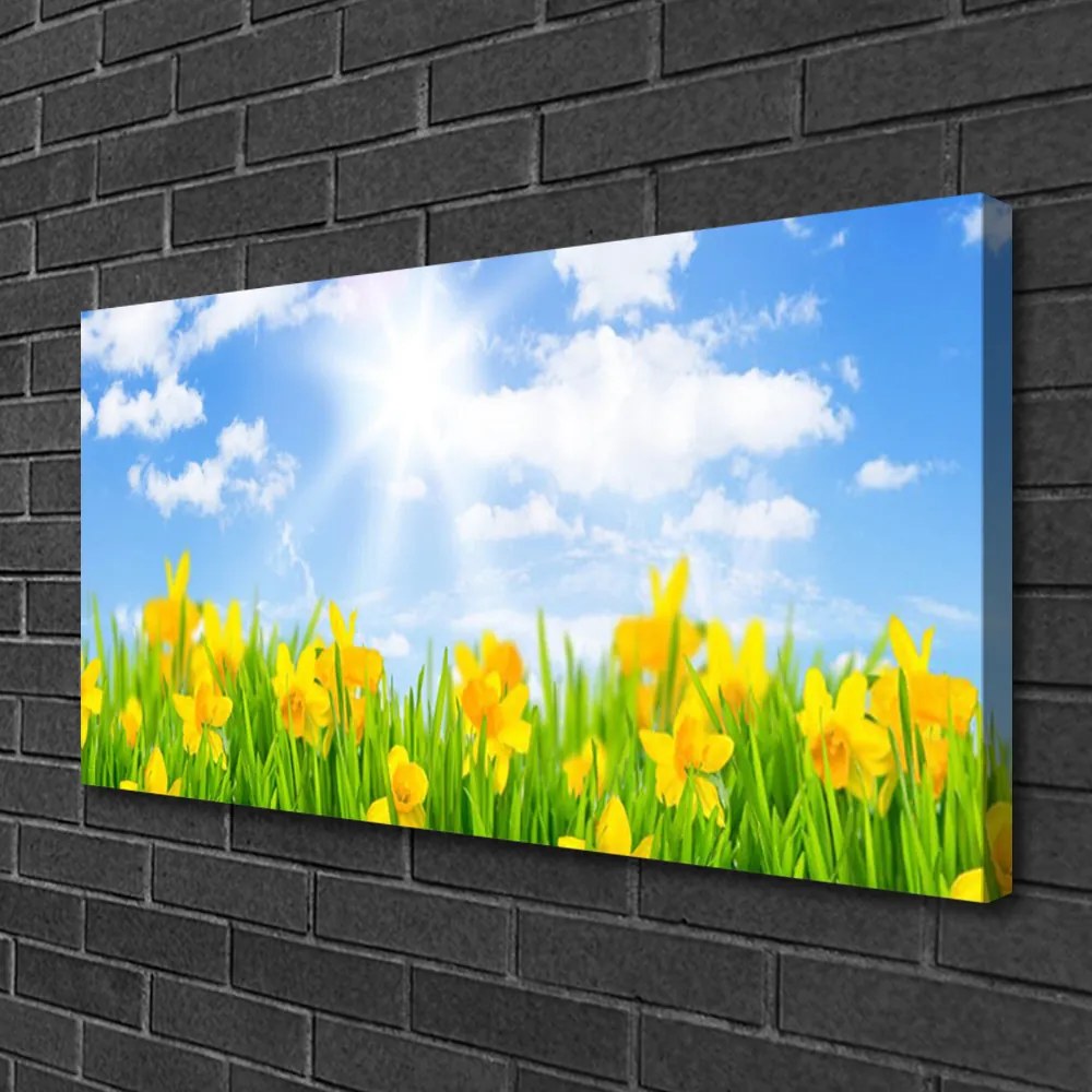 Obraz na plátně Narcisy Louka Tráva Příroda 100x50 cm