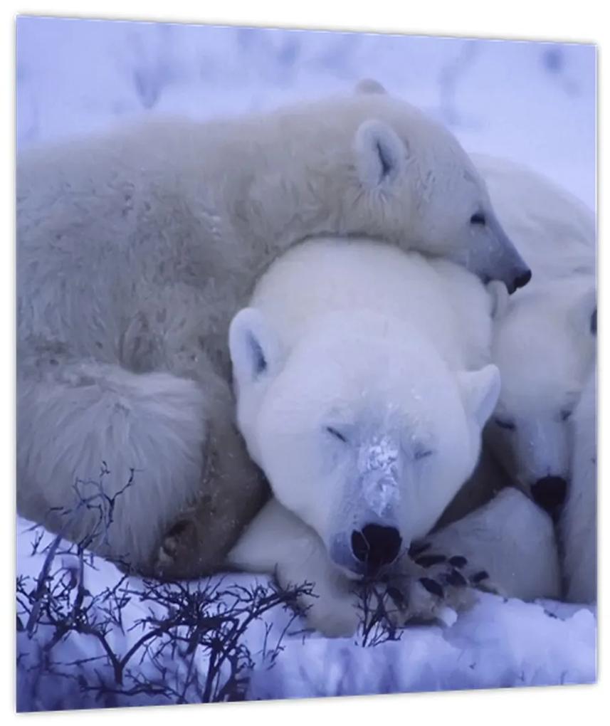 Obraz - Lední medvídci (30x30 cm)