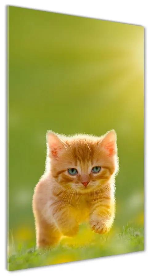 Wallmuralia Foto obraz akrylový na stěnu Červená kočka 50x100 cm