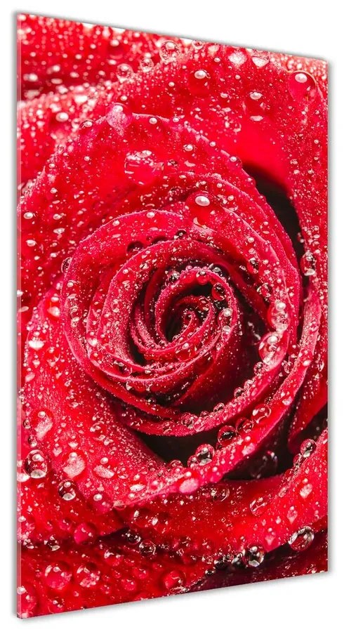 Wallmuralia Foto obraz akrylový do obýváku Červená růže 50x100 cm