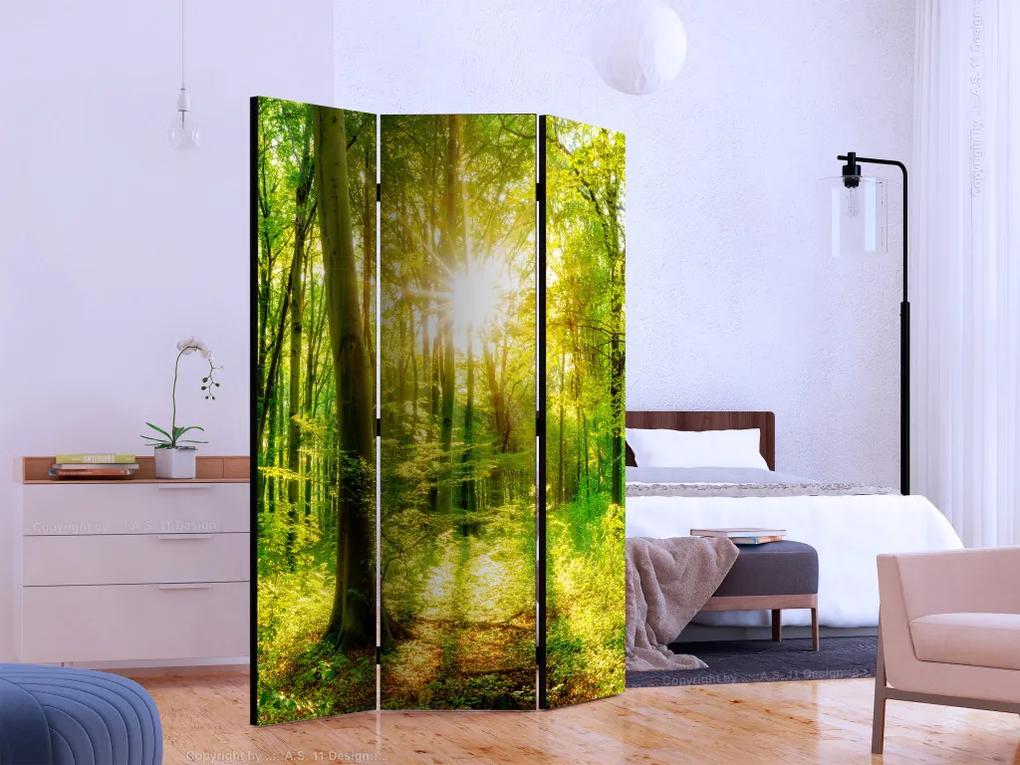 Pokojová zástěna Paprsky lesa - krajina vegetace v lese a sluneční paprsky