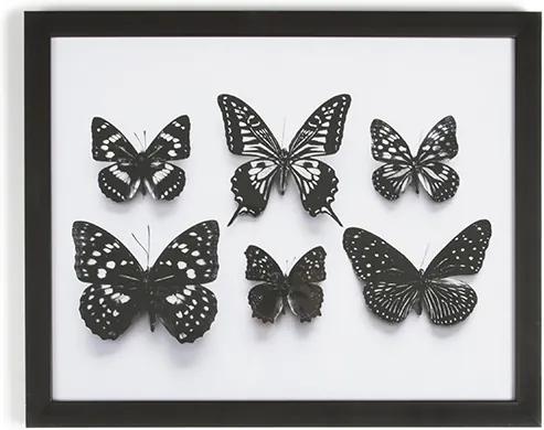 Rámovaný obraz 102498, Botanical Butterflies Framed Print, Wall Art, Graham Brown