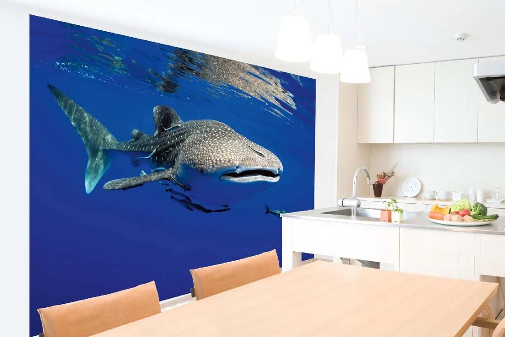 DIMEX | Samolepicí vliesová fototapeta na zeď Žralok obrovský MA-5-0528 | 375 x 250 cm | modrá, šedá
