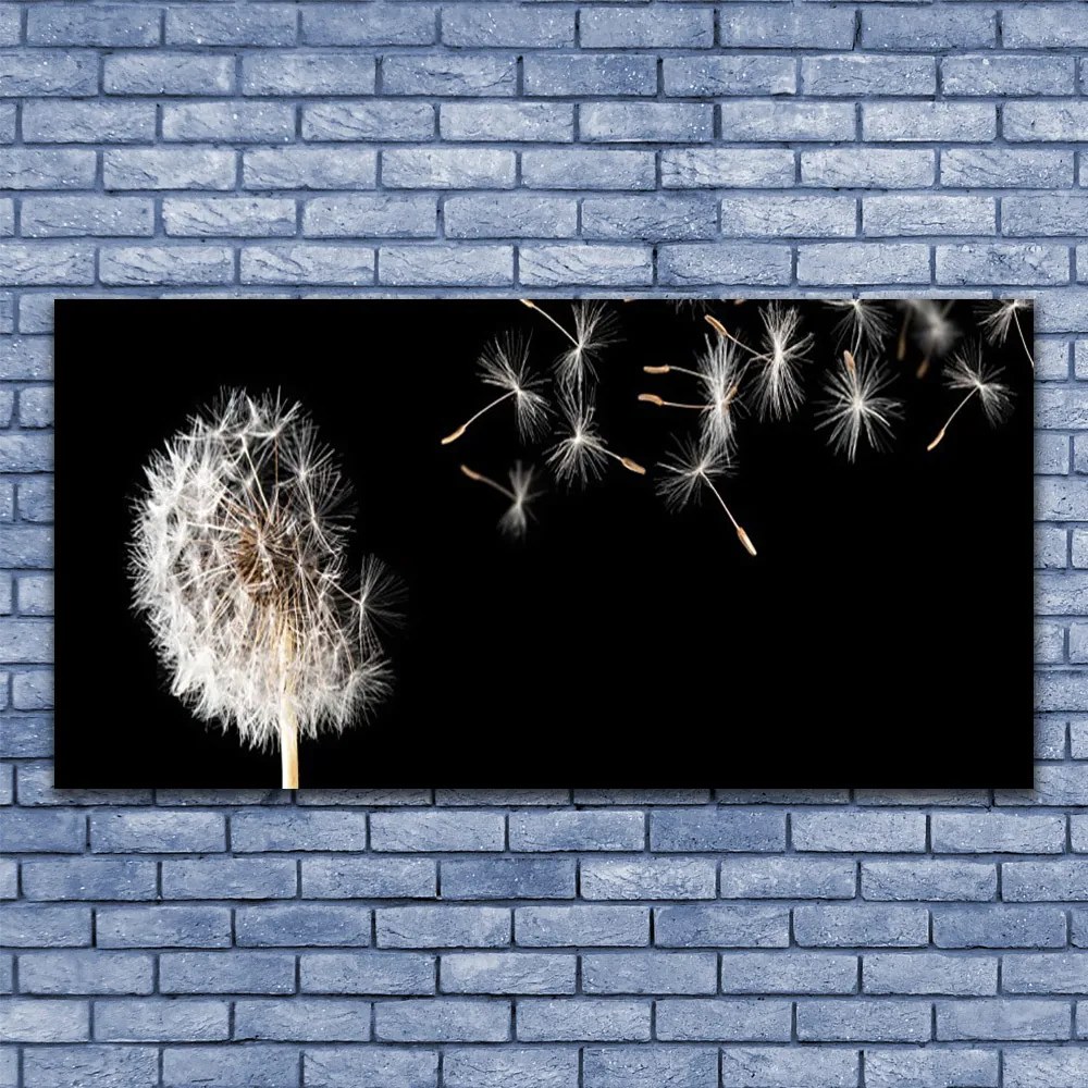 Plexisklo-obraz Pampeliška Květ Kapky 120x60 cm