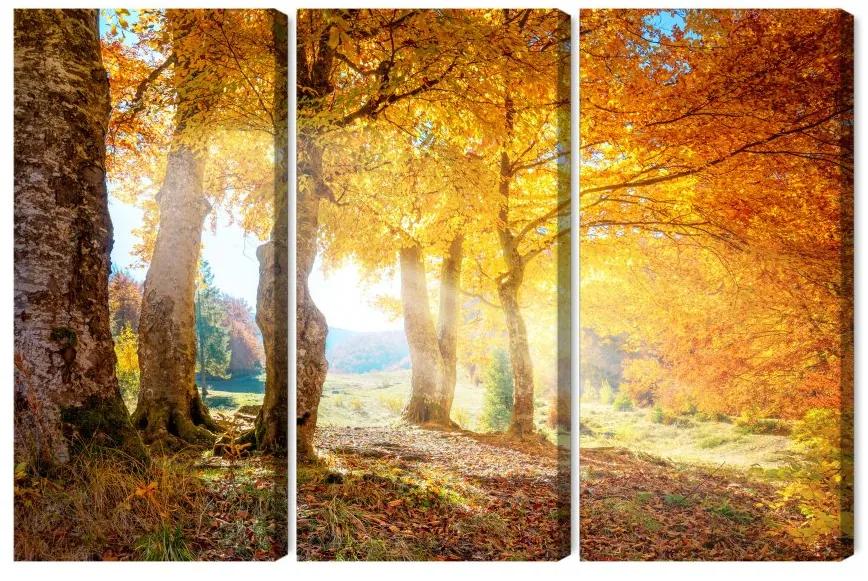 Vícedílný obraz Slunečný Podzimní Les Nedostatek Nedostatek Přírodní plátno 180x120