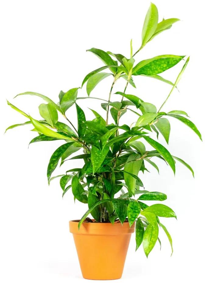 Pokojová rostlina Dracaena surculosa, průměr 12 cm