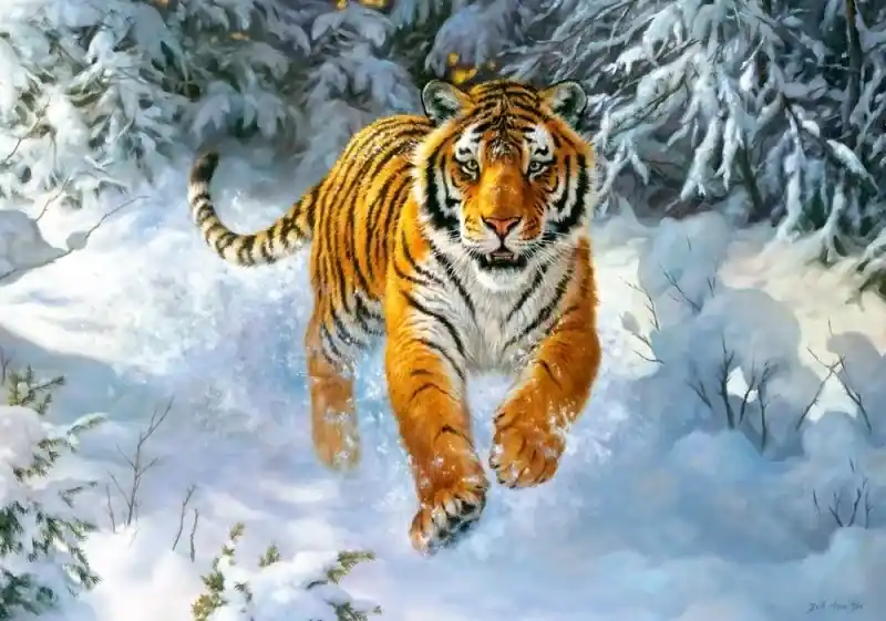 Castorland puzzle Tygr sibiřský 500 dílků | BIANO