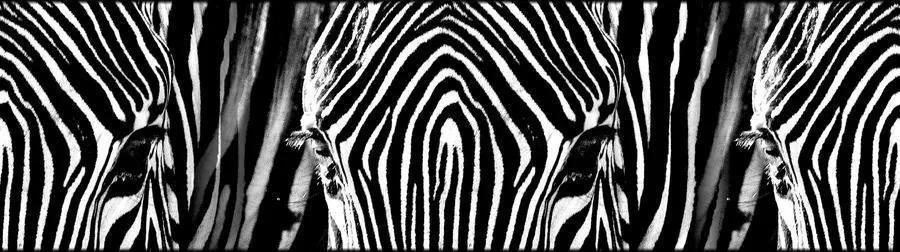 Zebra - samolepící bordura
