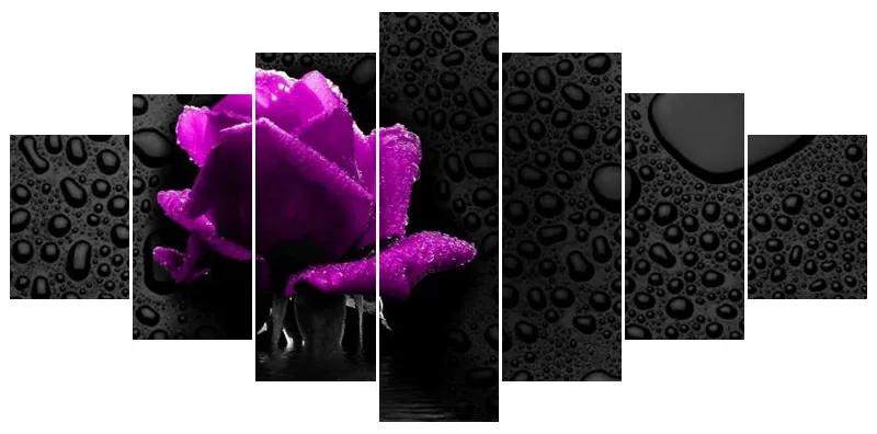 Obraz fialové růže  (210x100 cm), 40 dalších rozměrů