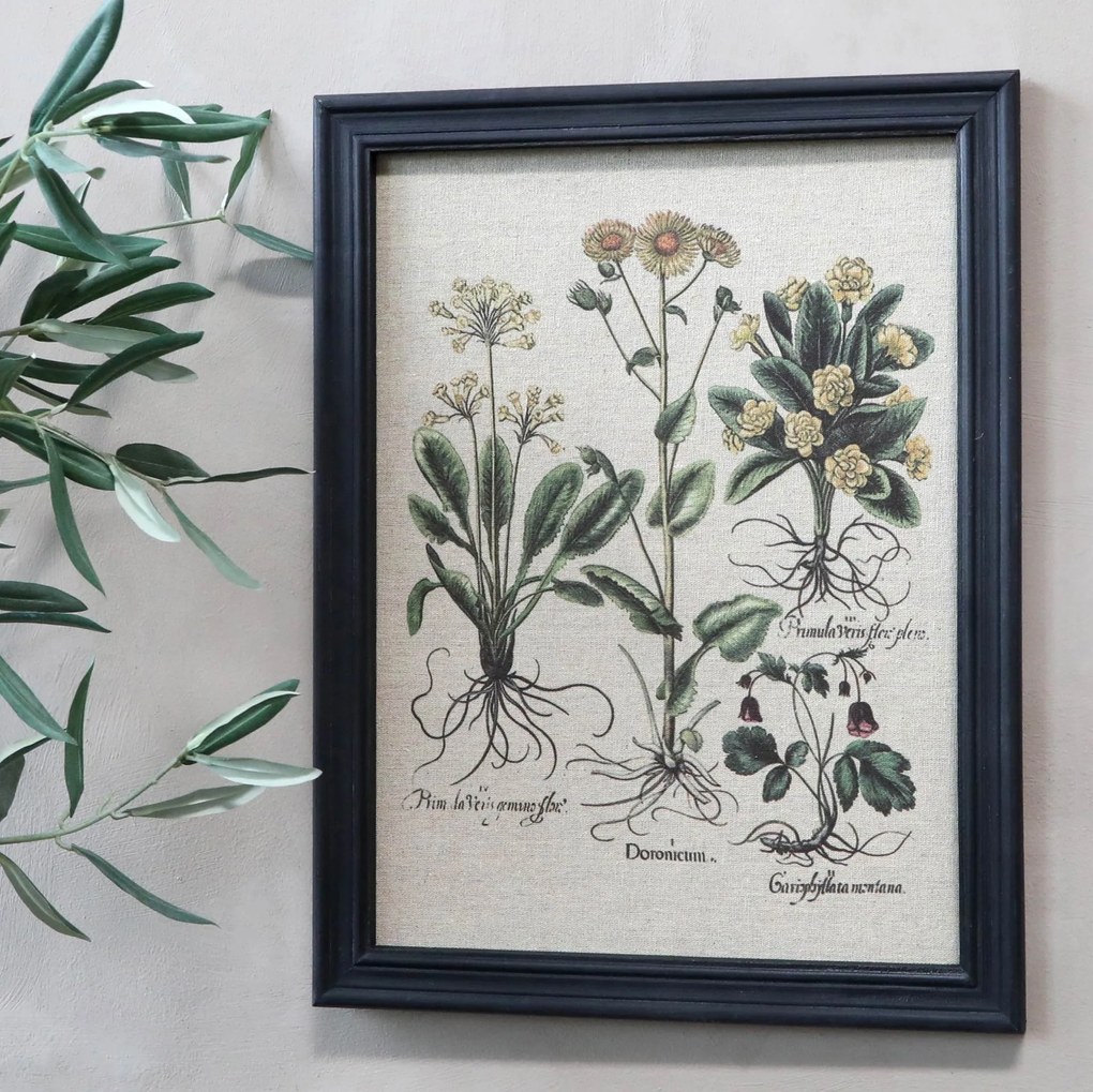 Chic Antique Botanický obraz v rámu Flowers 43x33cm, béžová barva, černá barva, dřevo, papír