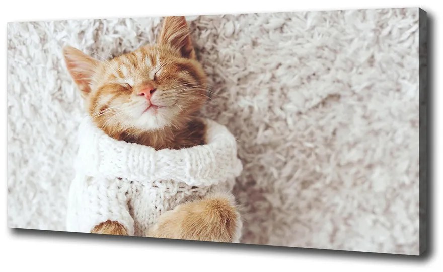 Wallmuralia Fotoobraz fotografie na plátně Kočka ve svetru 100x50 cm