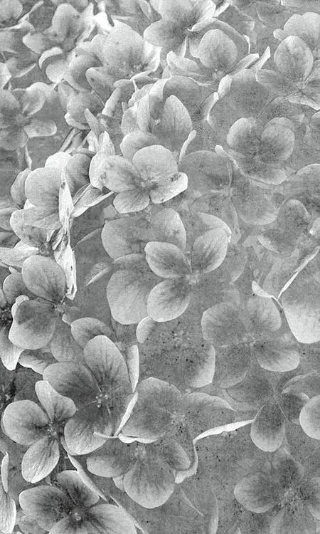 DIMEX | Vliesová fototapeta na zeď Abstrakt květy jabloně III. MS-2-0356  | 150 x 250 cm | šedá