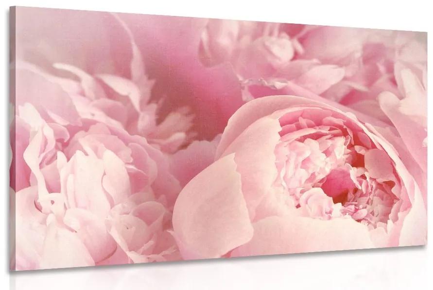 Obraz lupínky květu Varianta: 120x80