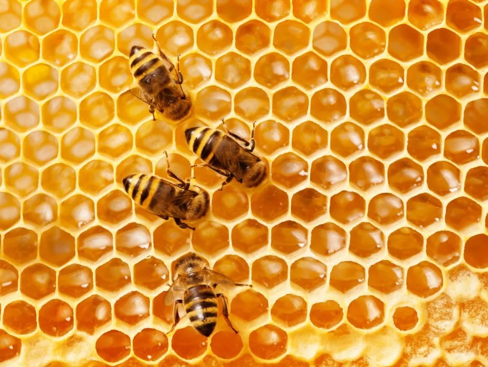 Vícedílný obraz Včely Na Plástev Nedostatek Nedostatek Přírodní plátno 120x90