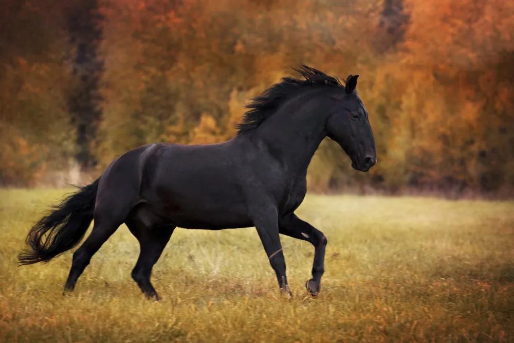 Obraz Černý Kůň Na Mýtině Nedostatek Nedostatek Přírodní plátno 30x20
