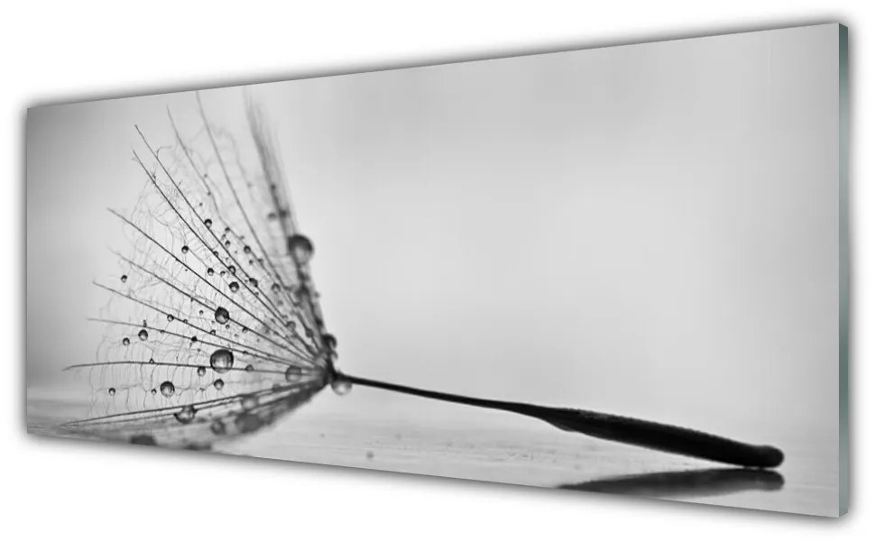 Plexisklo-obraz Pampeliška Semínka 125x50 cm