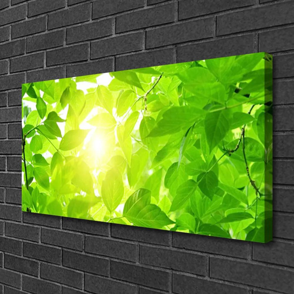Obraz na plátně Listy Příroda Slunce Rostlina 140x70 cm
