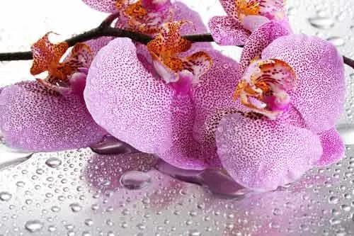 Vliesová fototapeta růžová kropenatá orchidej, rozměr 312 cm x 219 cm, fototapety IMPOL TRADE 184VE